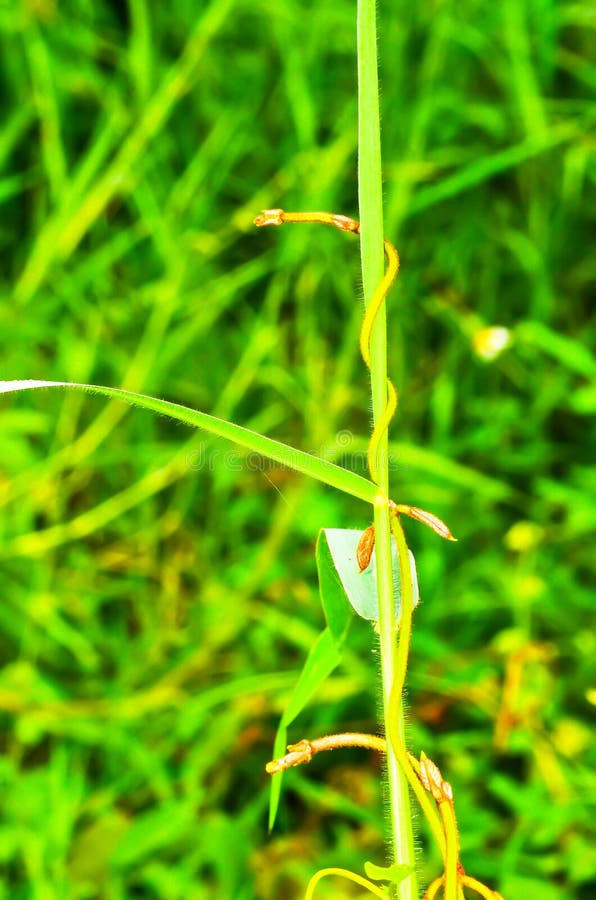 Vine stock image. Image of fresh, garden, harvest, close - 33762887