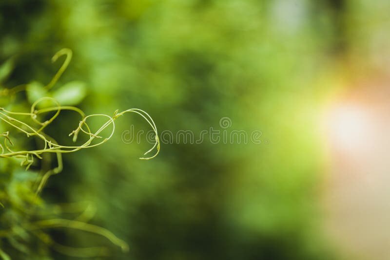 The Vine with Green Leaves Twisted Separately on a Nature Background ...
