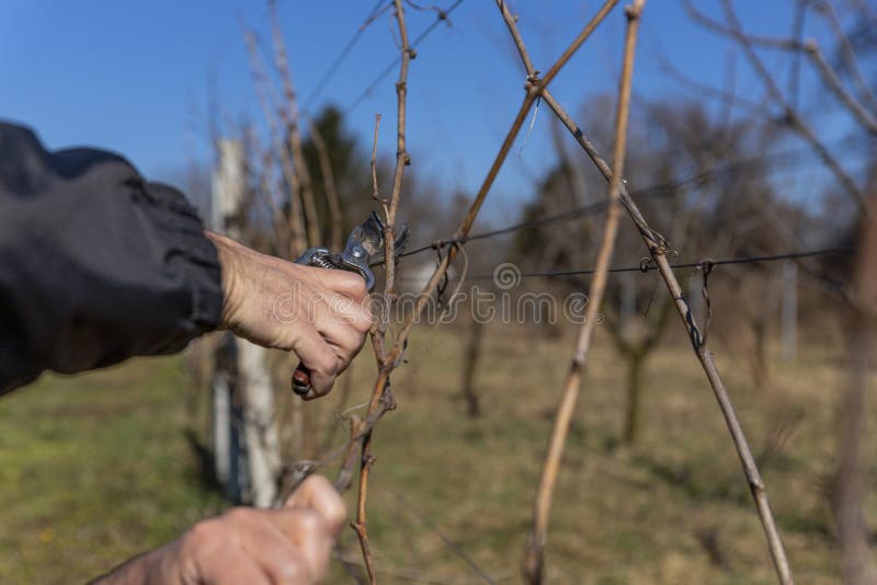 Vine Grower Hand. Pruning the Vineyard with Professional Scissors Stock ...