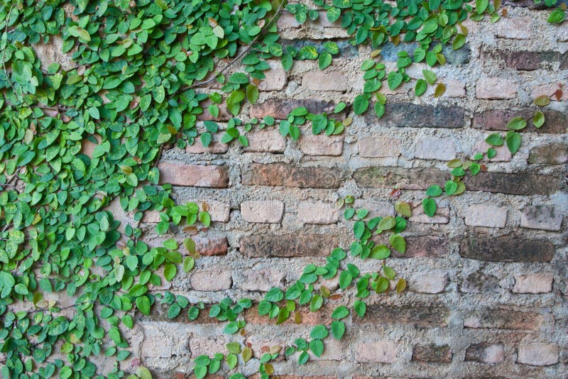 Vine Growing on a Brick Wall Stock Photo - Image of climb, growing ...