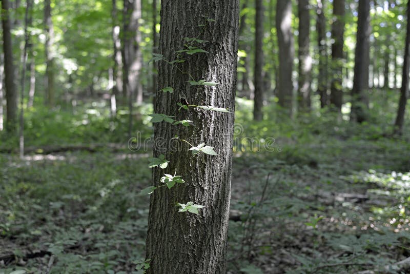 Vine Growing in the Sun on the Bark Stock Photo - Image of details ...