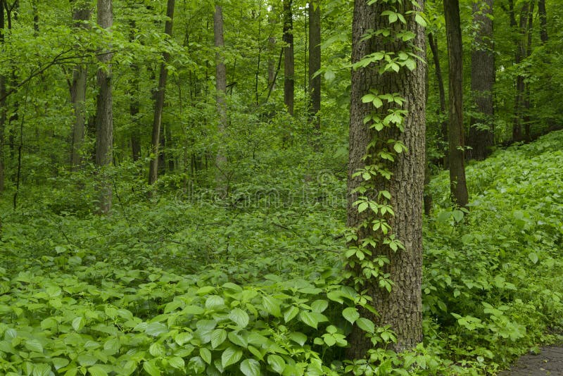 Lush Midwest Forest in Spring. Stock Photo - Image of season, landscape ...