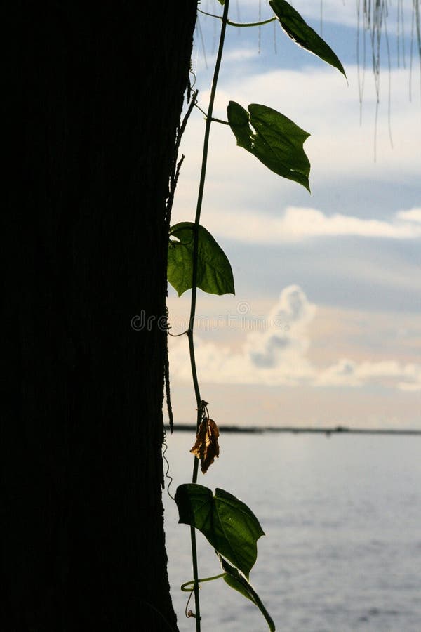 Vine Hanging Down from a Tree Trunk Stock Photo - Image of spring ...