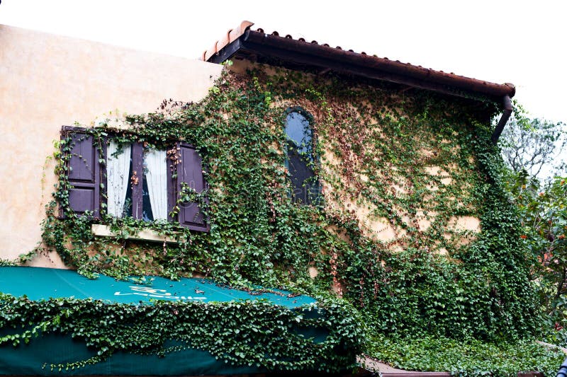 Vine on house stock image. Image of green, door, estate - 28312315