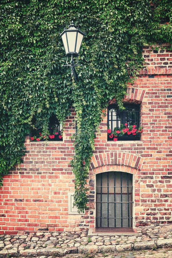 Vine and Ivy Growing on an Old Building Brick Wall. Stock Photo - Image ...