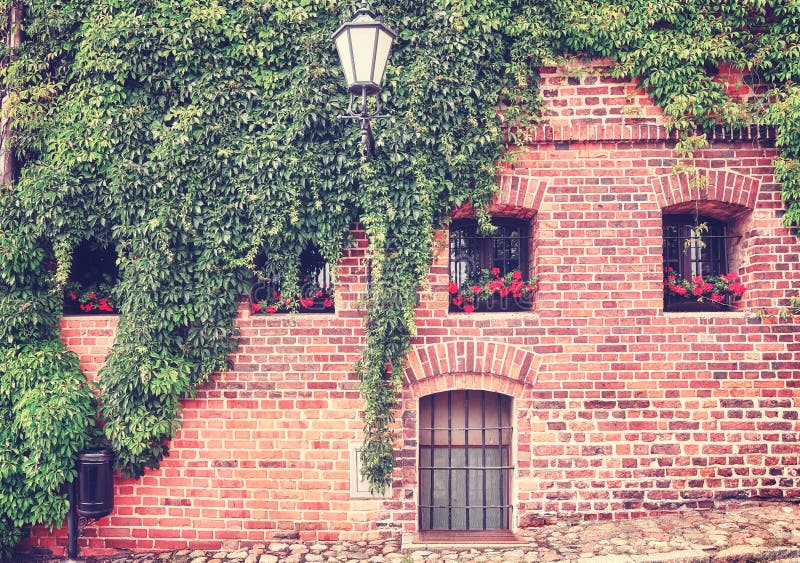 Vine and Ivy Growing on an Old Building Brick Wall. Stock Photo - Image ...