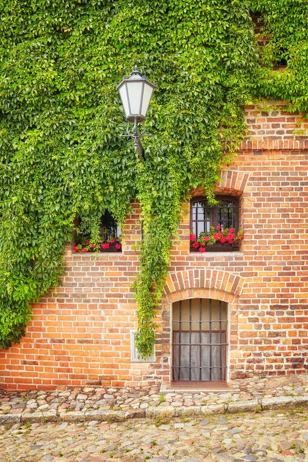 Vine and Ivy Growing on an Old Building Brick Wall. Stock Photo - Image ...