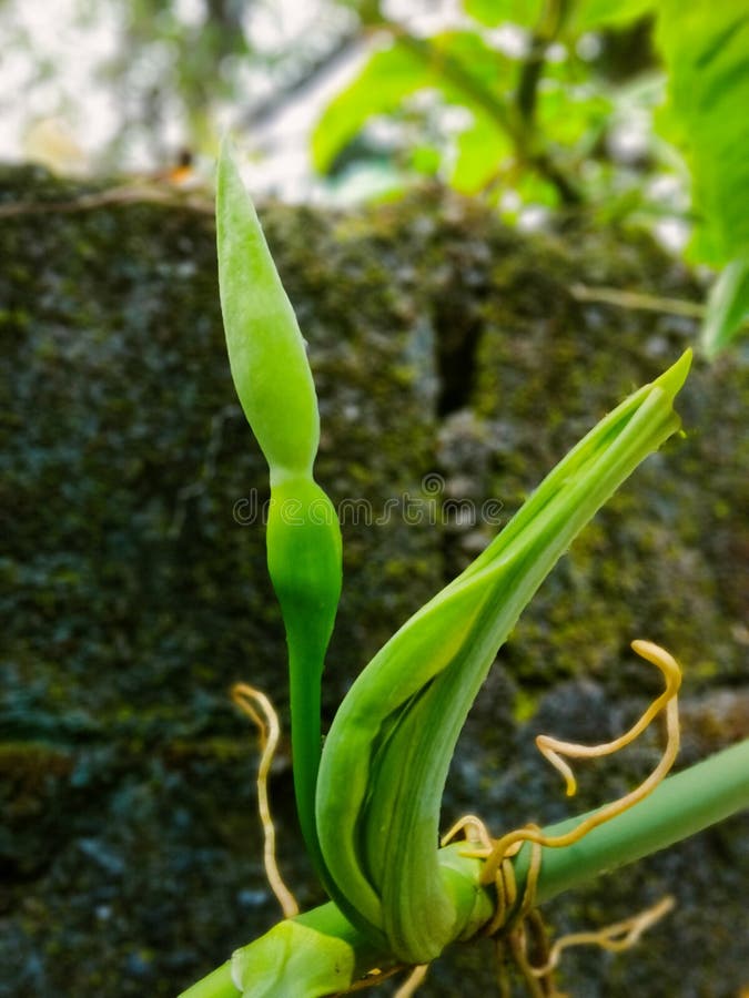 Kohila Flower Stock Photos - Free & Royalty-Free Stock Photos from ...