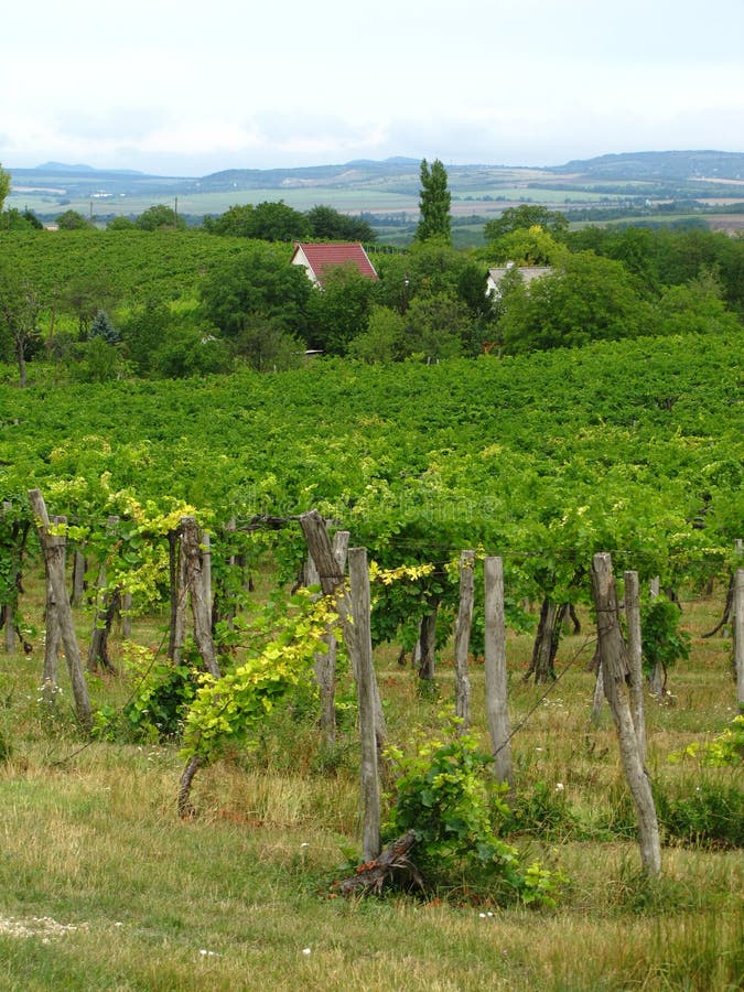 Vine landscape photography stock image. Image of hill - 67650511