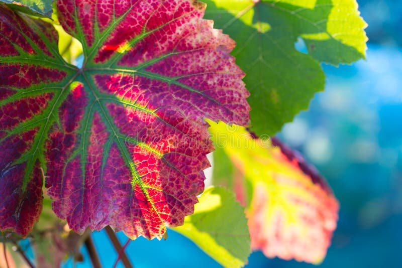 Vine leaf in autumn colors stock photo. Image of green - 57188846