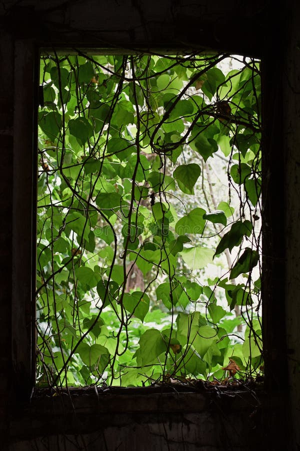 Vine Leaf Curtain Broken Window Stock Image - Image of derelict, decay ...