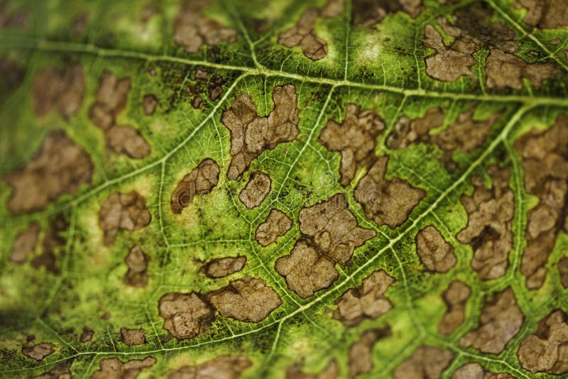 Vine Leaf Discolouring in Autumn Stock Image - Image of discolouring ...