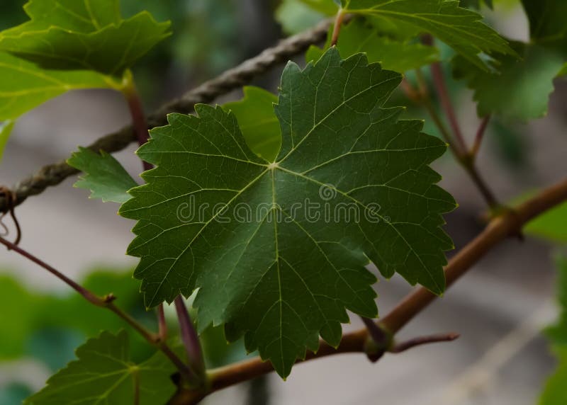Vine leaf isolated stock image. Image of deciduous, green - 253606823
