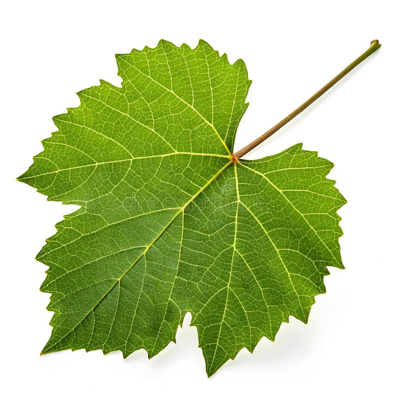 Vine Leaf Isolated on White Background Stock Illustration ...