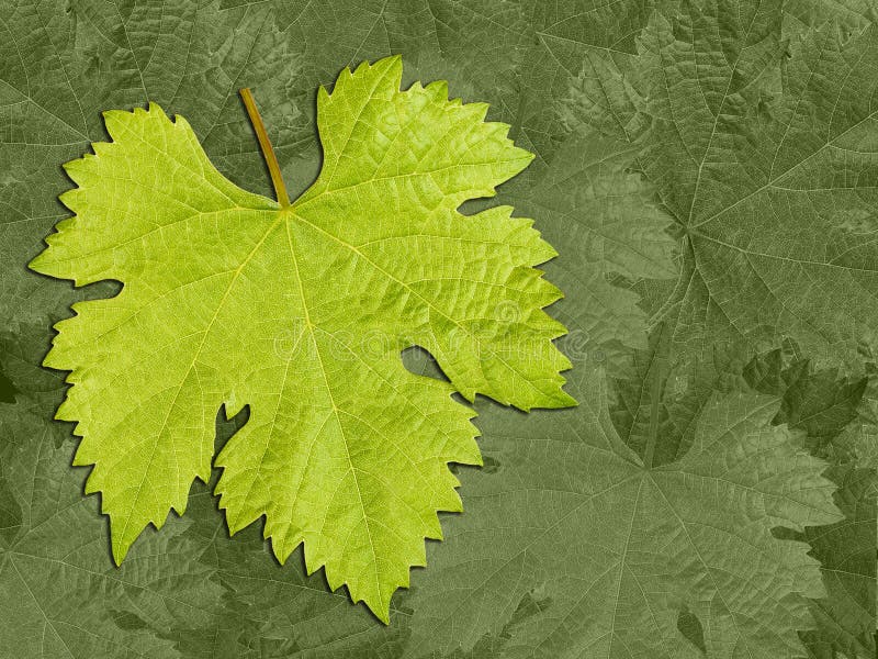 Vine Leaf Pattern Background Stock Image - Image of natural, background ...