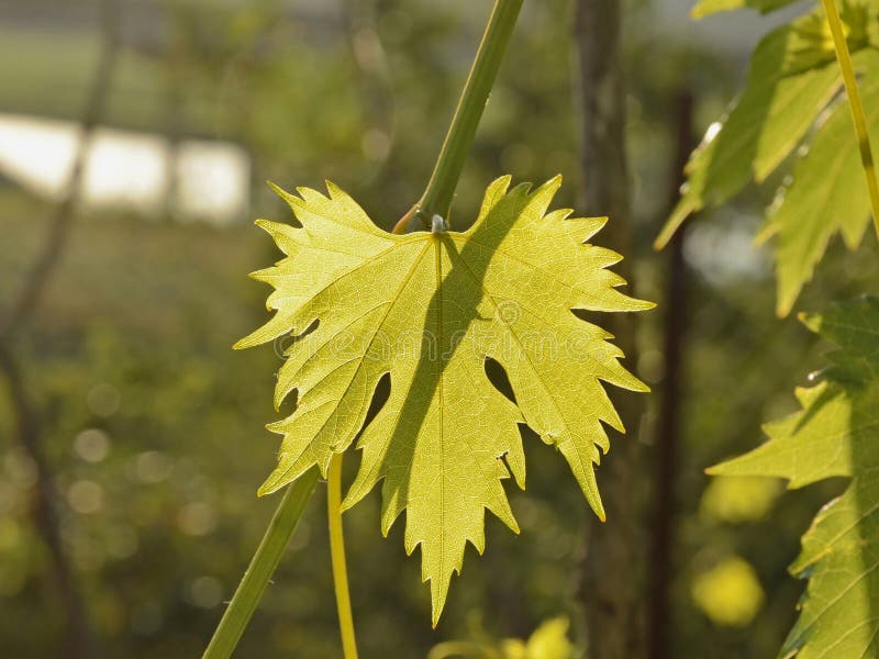 Leaf ribs and veins stock image. Image of shape, plant - 23709433