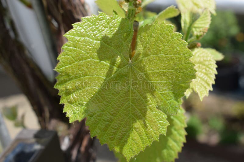 Vine leaf in spring stock image. Image of steep, evergreen - 355216119