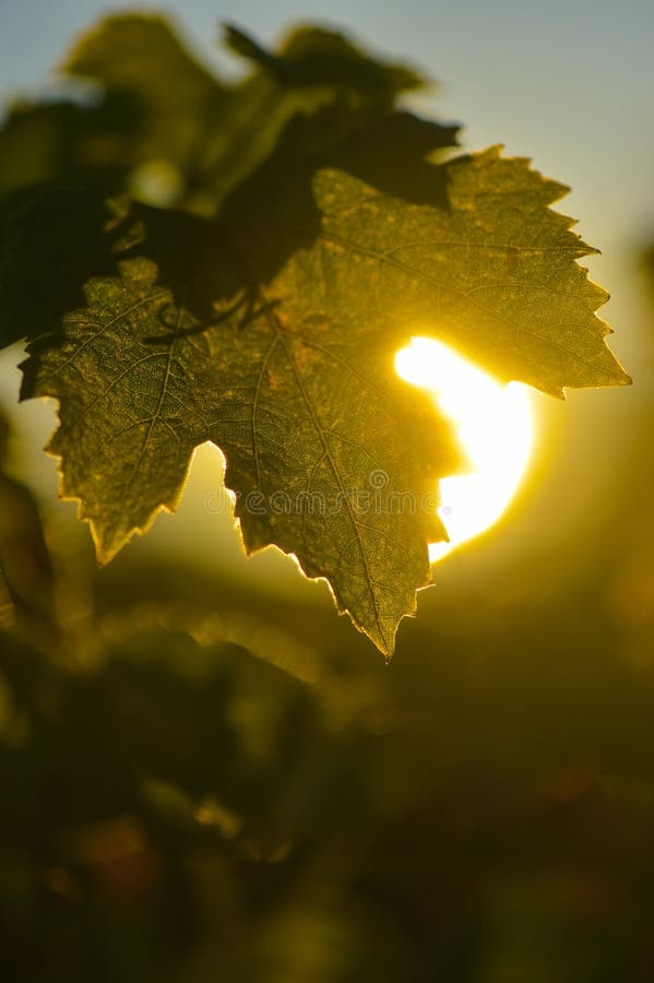 Vine Leaf and sun. stock image. Image of agriculture - 44671817