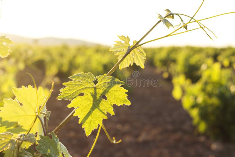 Vine leaf stock photo. Image of mancha, ecologic, cultivation - 87740028