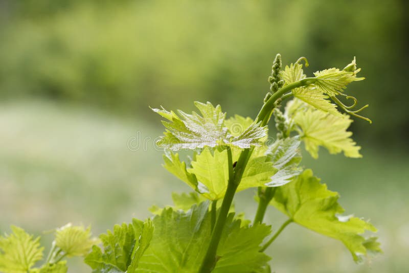 The Vine with New Leaves in Spring Stock Image - Image of freshness ...