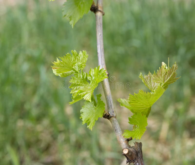 The Vine with New Leaves in Spring Stock Image - Image of background ...