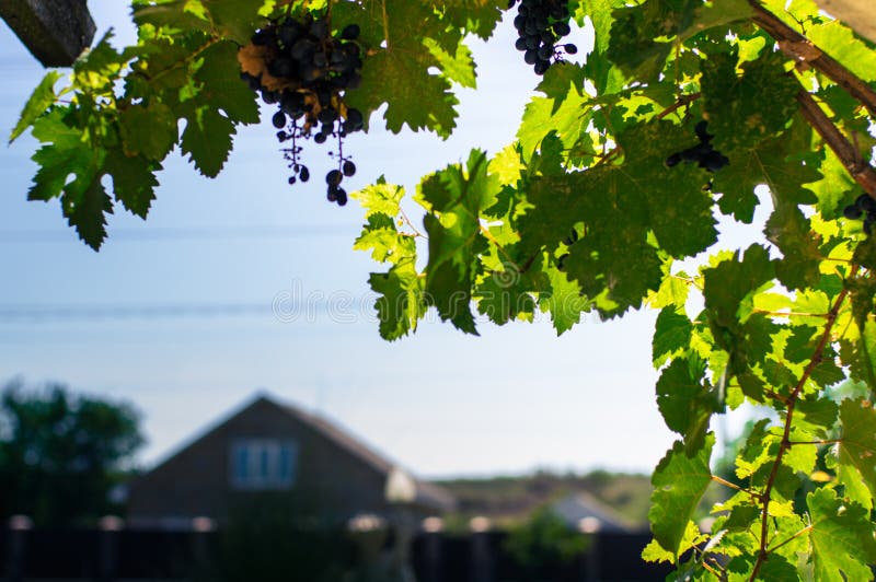 Vine Leaves on the Background of a Country House in the Sunset Light ...