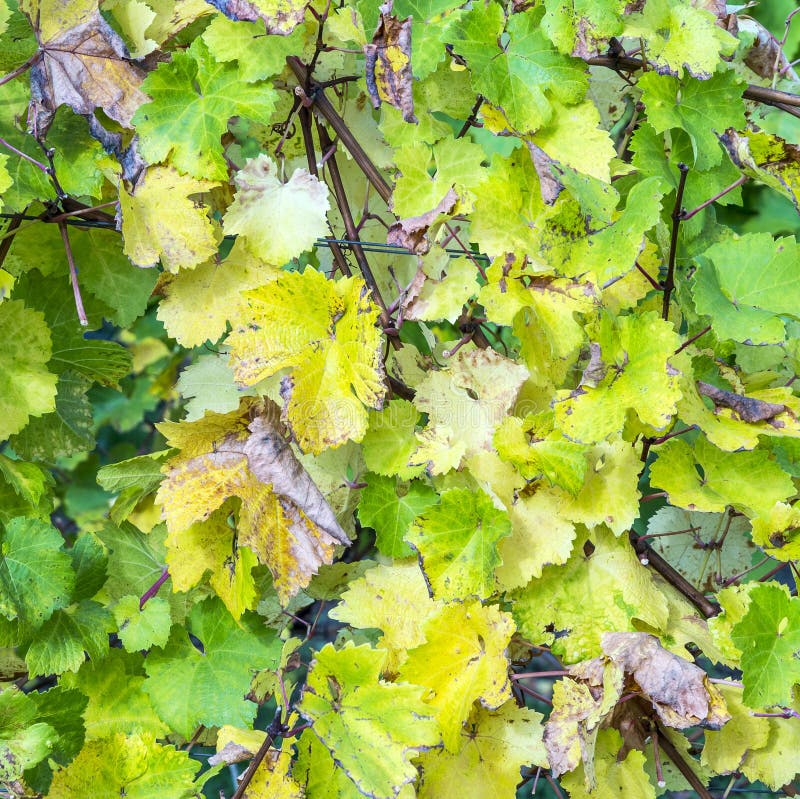 Vine Leaves stock photo. Image of harvest, country, green - 46072070