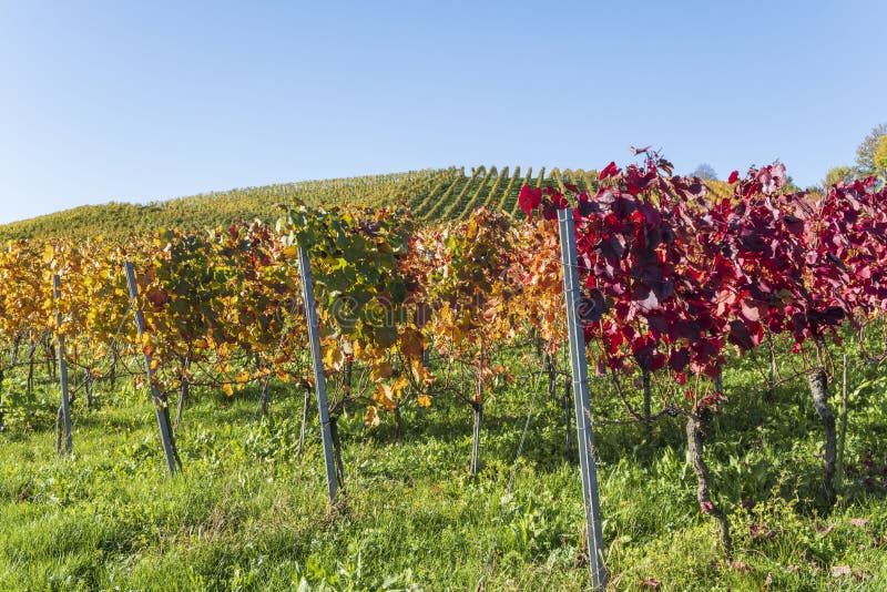 Different Colors in the Vineyard Stock Photo - Image of countryside ...