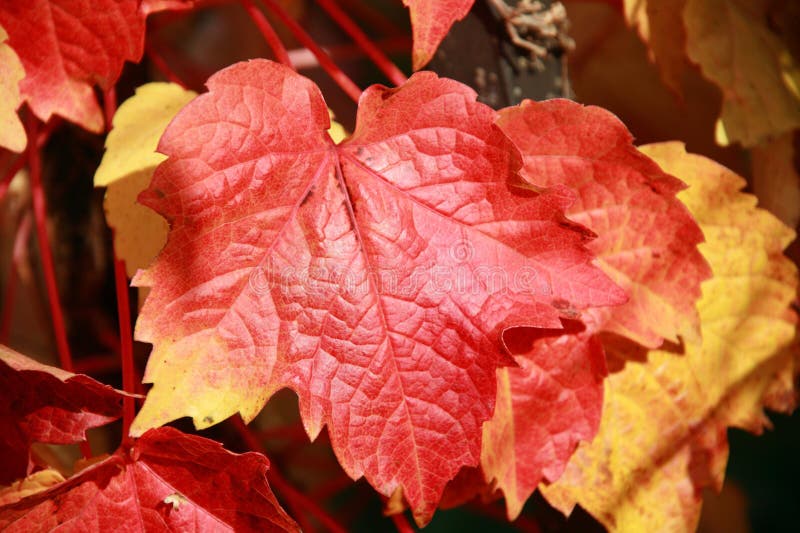 Vine Leaves in Full Autumn Colour Stock Photo - Image of beauty, garden ...