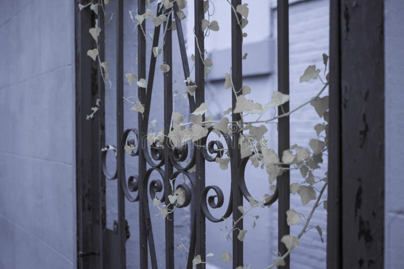 Vine gate stock image. Image of historic, museum, tsaritsino - 19865183