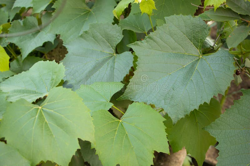 Vine Leaves Good Cooking Food in Such Leaves Stock Image - Image of ...