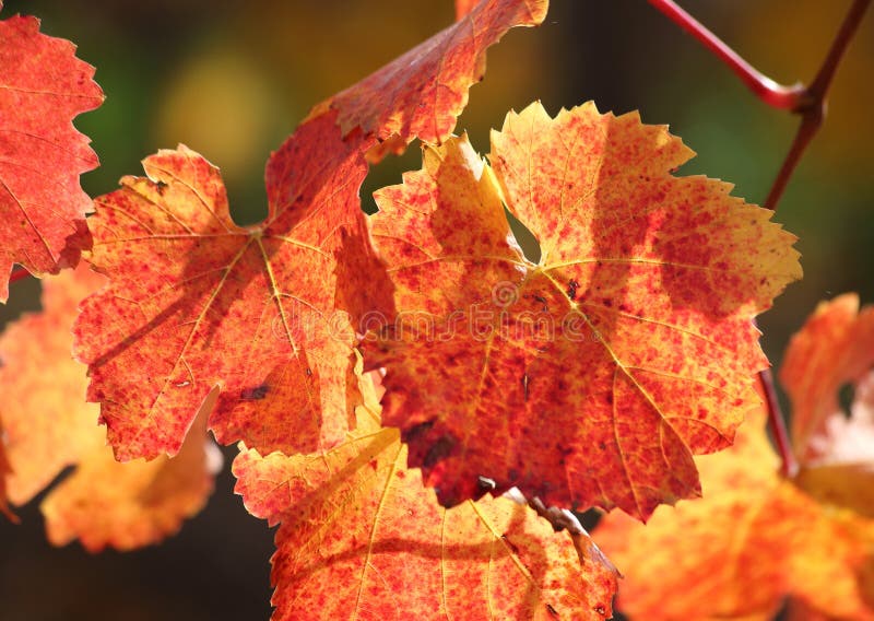 Vine Leaves in Red and Gold Stock Image - Image of leaves, branch: 80329445