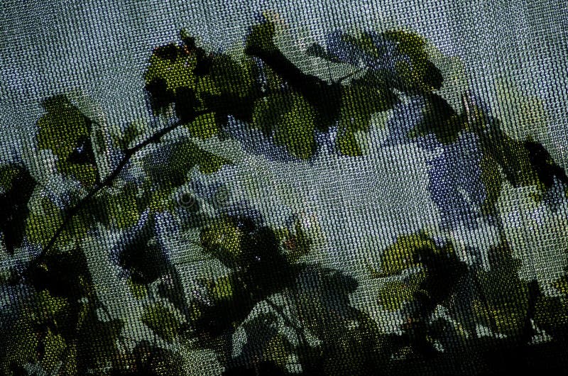 Vine Leaves, Shadows and Shade. Stock Image - Image of sunshine, green ...