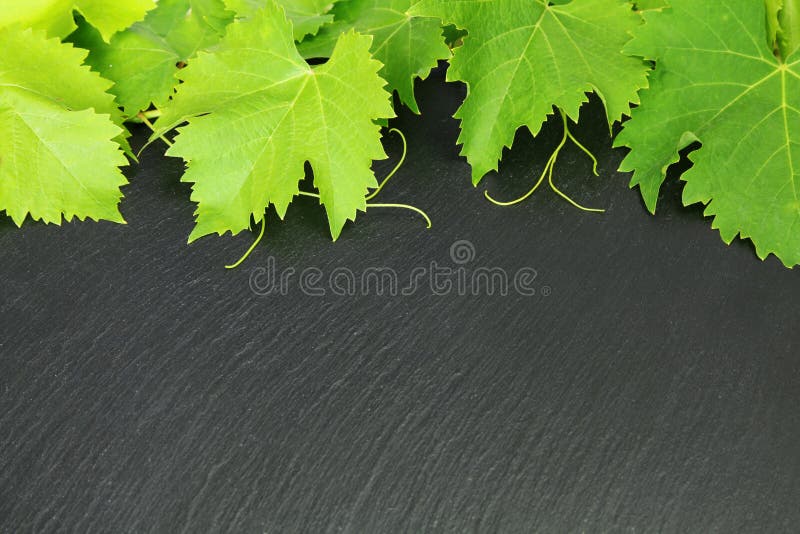 Vine Leaves on Slate Background Stock Photo - Image of close, vine ...