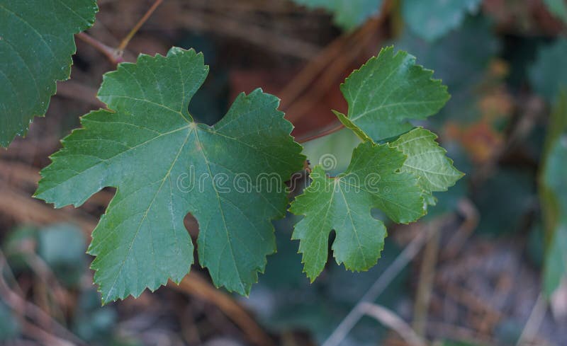 The Vine Leaves are Spread Out in Layers Stock Image - Image of ...