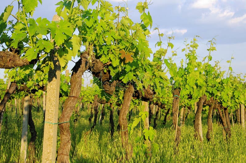 Young Sprout of Grapes. Vineyard Buds in Spring Stock Image - Image of ...