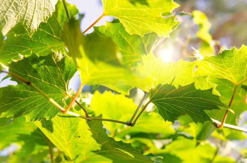 Vine leaves stock photo. Image of garden, light, natural - 122169822