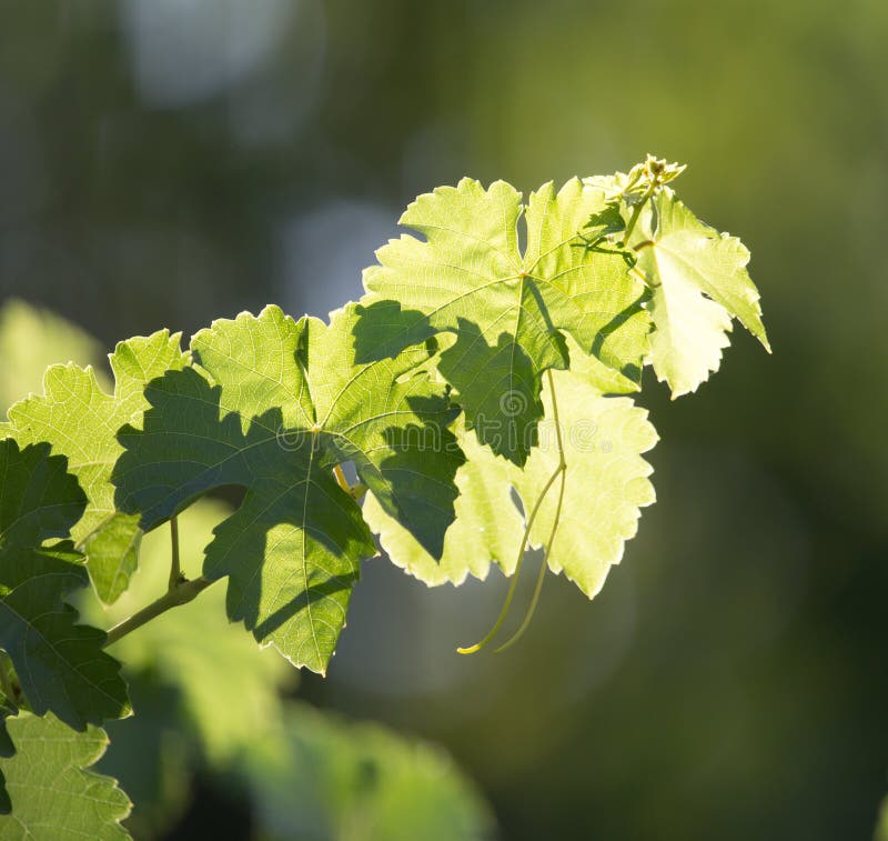 Vine leaves stock photo. Image of isolated, healthy - 101327118