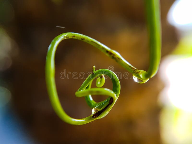 Vine Loops Stock Photos - Free & Royalty-Free Stock Photos from Dreamstime