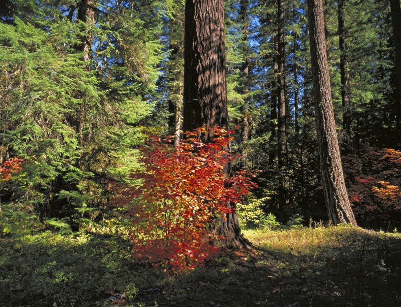 Vine maple tree stock image. Image of cascade, vine, landscape - 17945579