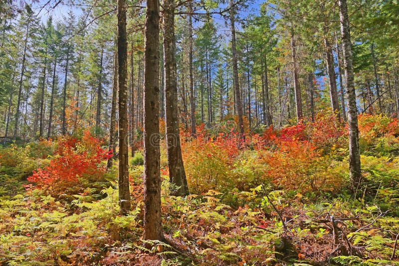 Vine Maple - fall colors stock photo. Image of maple - 60992206