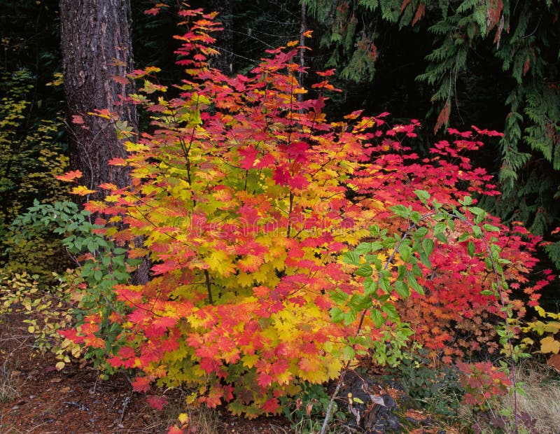 Vine maple tree stock image. Image of cascade, vine, landscape - 17945579