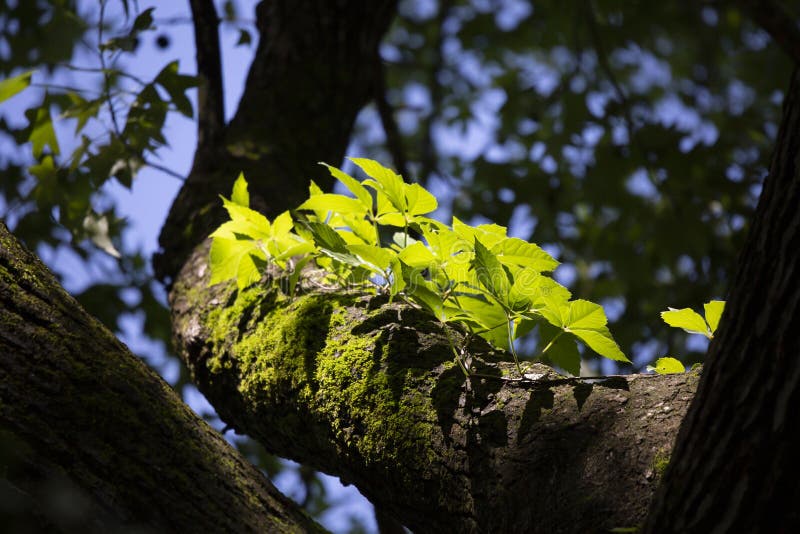 Vine and Moss on a Limb stock photo. Image of beautiful - 213900998