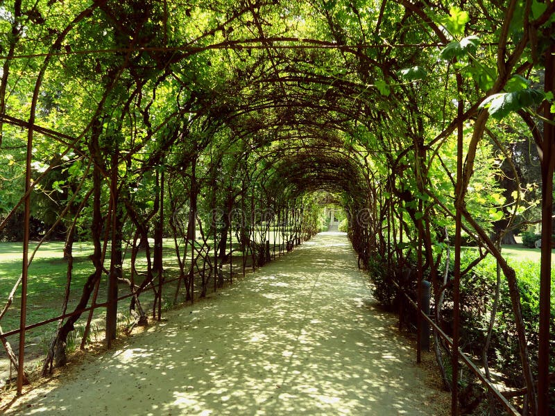 Vine pathway stock image. Image of italy, agriculture - 67814171