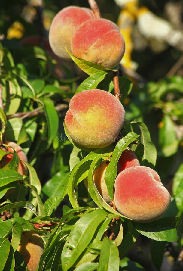 Vine peaches in the tree stock image. Image of vegetable - 255940777