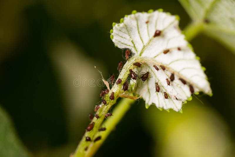 Vine pests stock photo. Image of kill, invasion, attack - 58047114