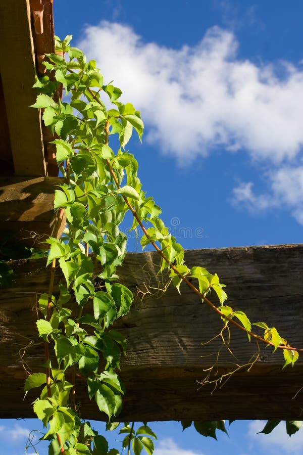 Vine plant stock image. Image of sunny, natural, blossom - 1897715