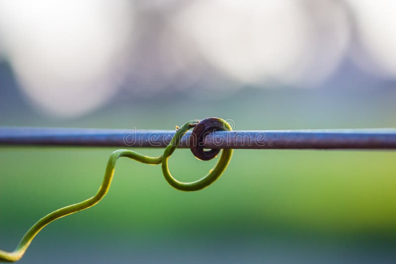 Vine Plant Looping Around a Wire Stock Photo - Image of font, glasses ...