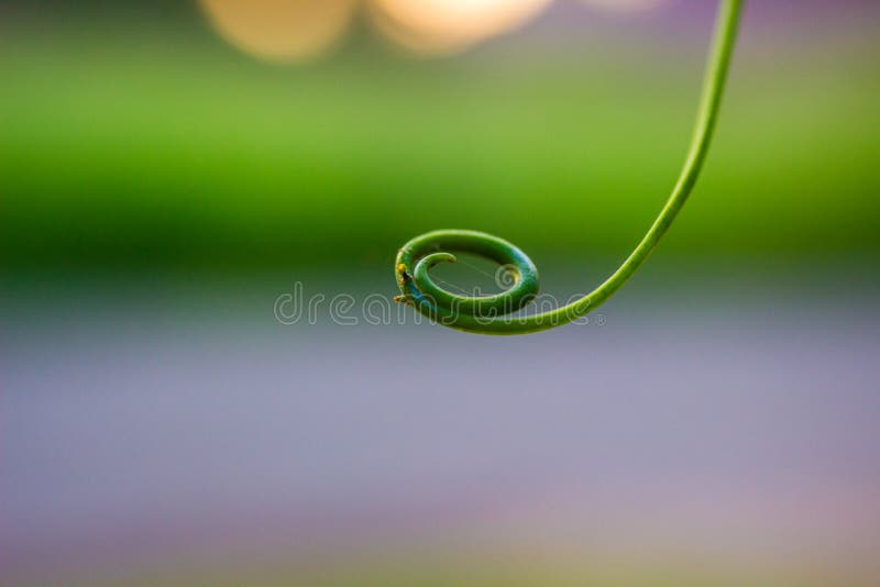 Vine plant making a loop stock image. Image of green - 179230571