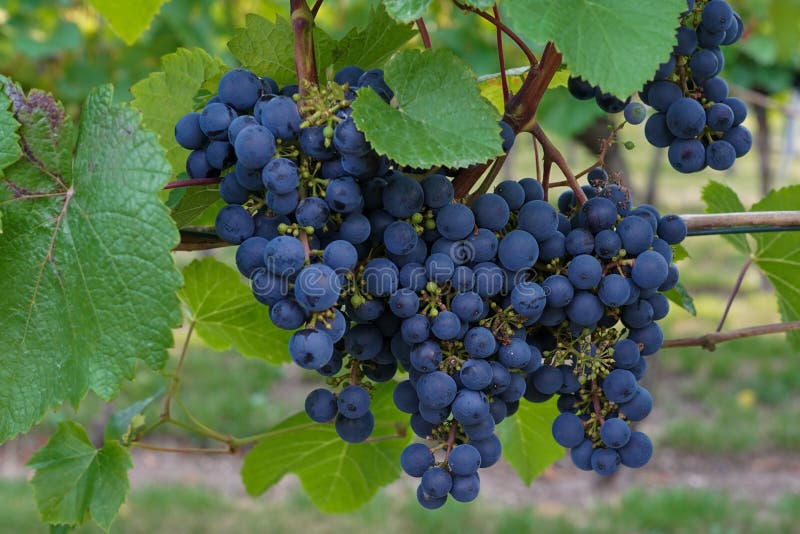 Vine Plants with Dark Grapes on a Vineyard Stock Image - Image of wine ...